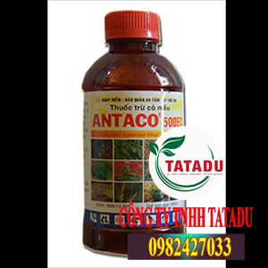 ANTACO 500ND - THUỐC TRỪ CỎ TIỀN NẢY MẦM TRÊN VƯỜN CÂY HOA MAI - Kỹ ...
