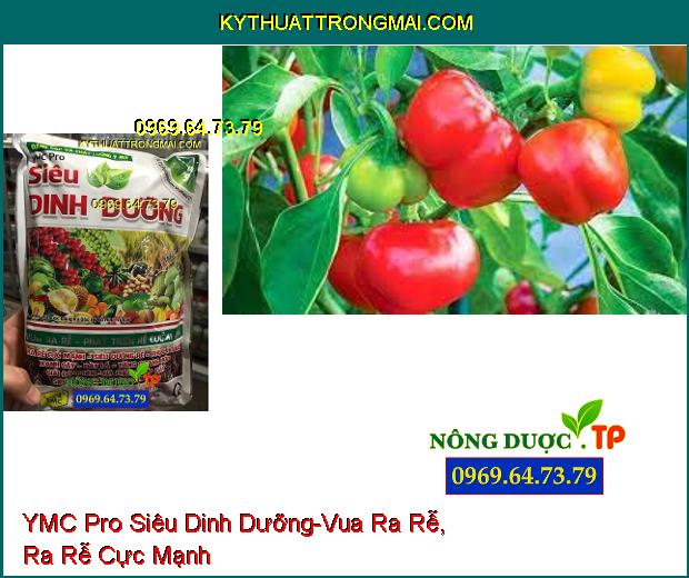 YMC Pro Siêu Dinh Dưỡng-Vua Ra Rễ, Ra Rễ Cực Mạnh - Kỹ Thuật Trồng Mai